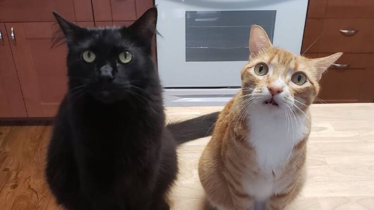 25 Famous Cats: Hall of Feline Fame - Citizen Lunchbox