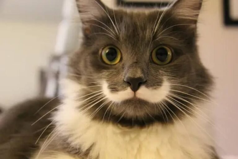 25 Famous Cats: Hall of Feline Fame - Citizen Lunchbox