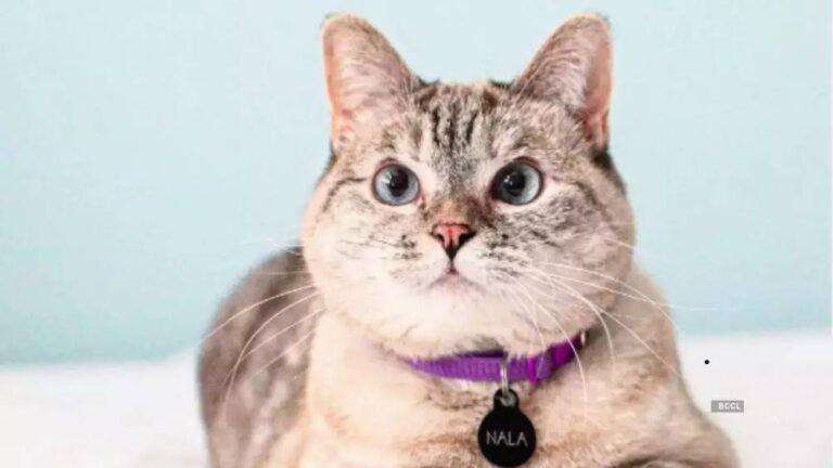25 Famous Cats: Hall of Feline Fame - Citizen Lunchbox