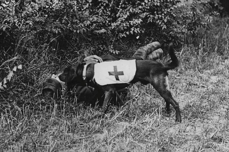 12 Famous Dogs in History: Unforgettable Tales Revealed
